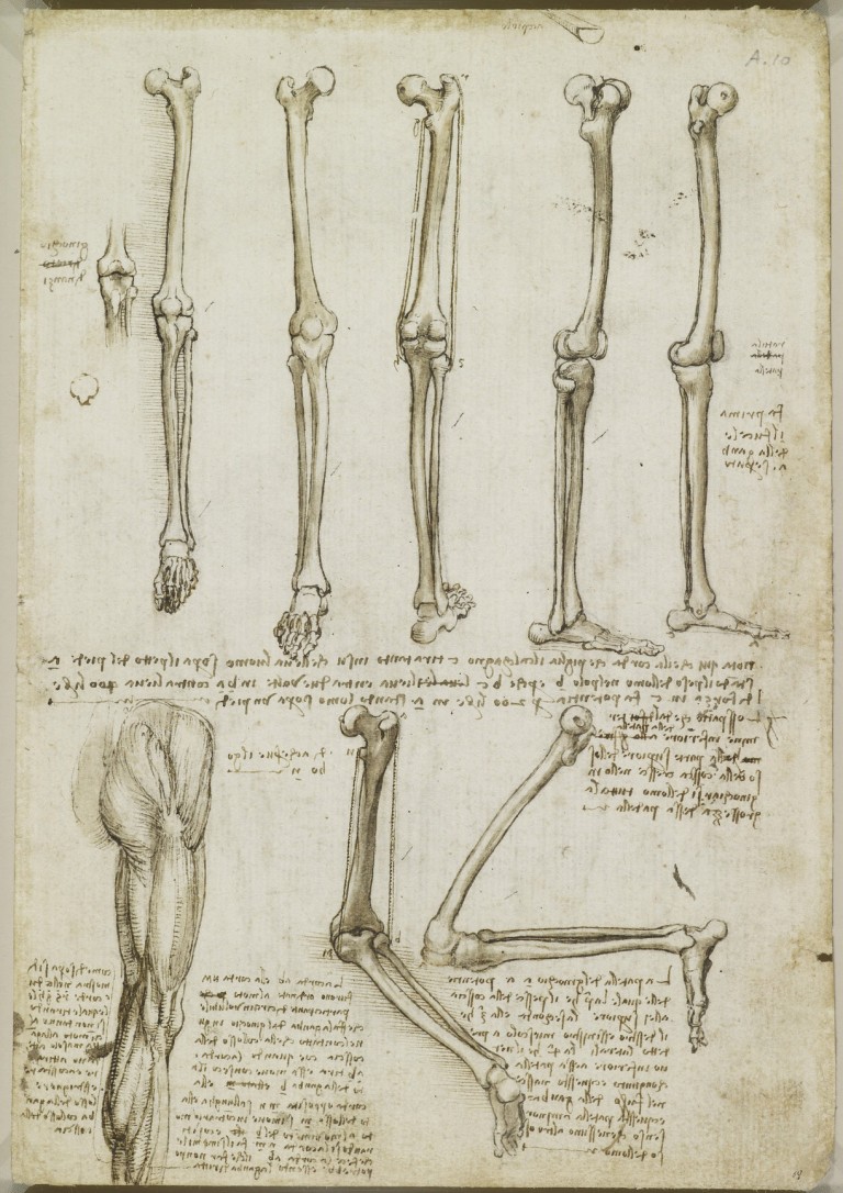Scheletro della gamba, muscoli della spalla, braccio e collo – Leonardo - Modellianatomici.it